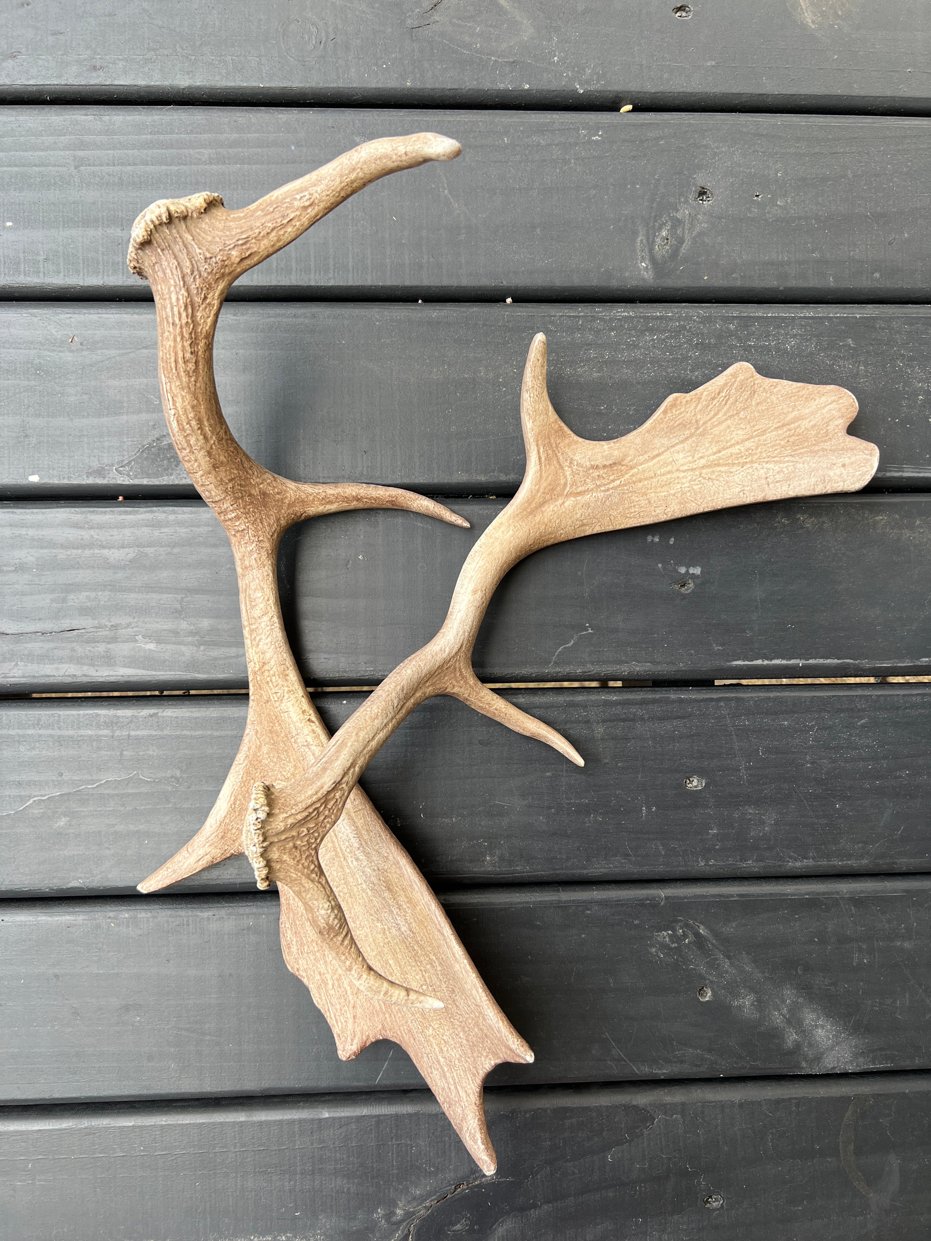 Cuernos de Reno Decorativos - BLUE COMPANY – Market People